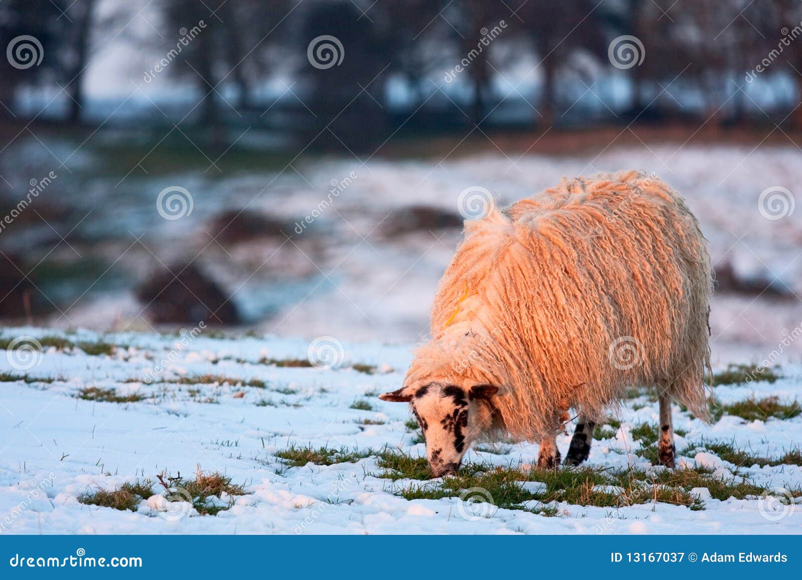 Single Sheep in Snow and Golden Light Stock Image - Image of grass ...