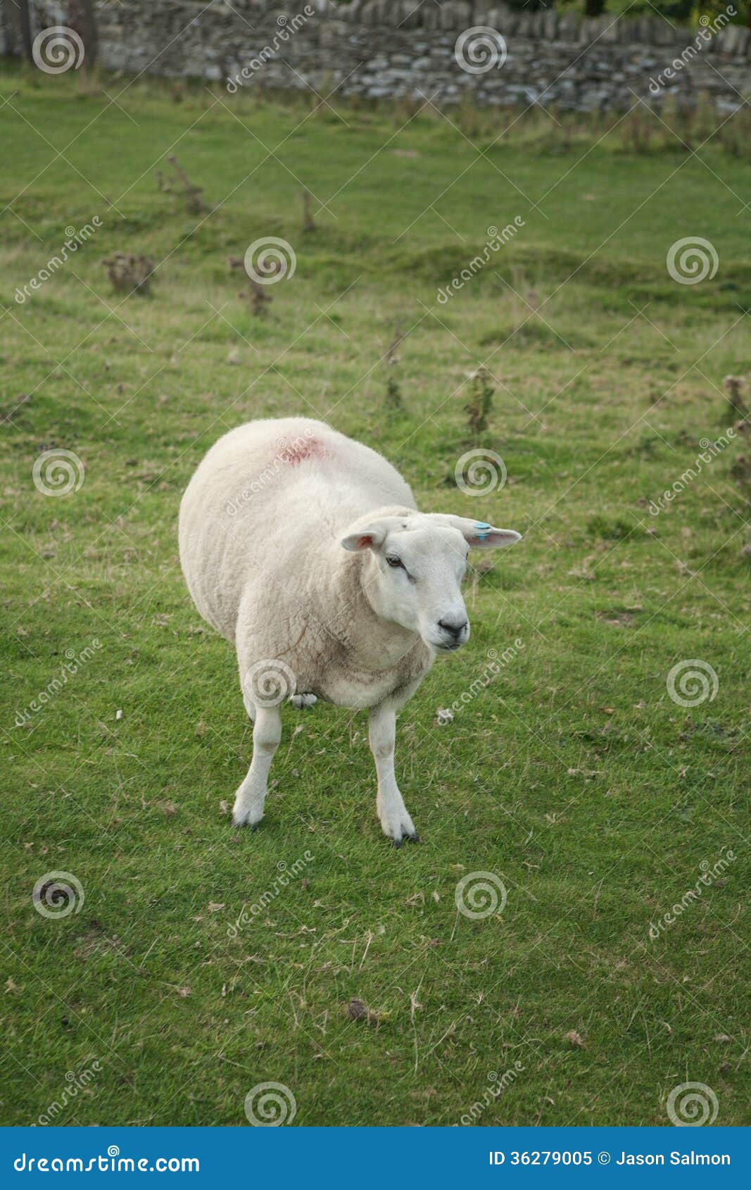 Single sheep stock image. Image of nature, wooly, farmland - 36279005