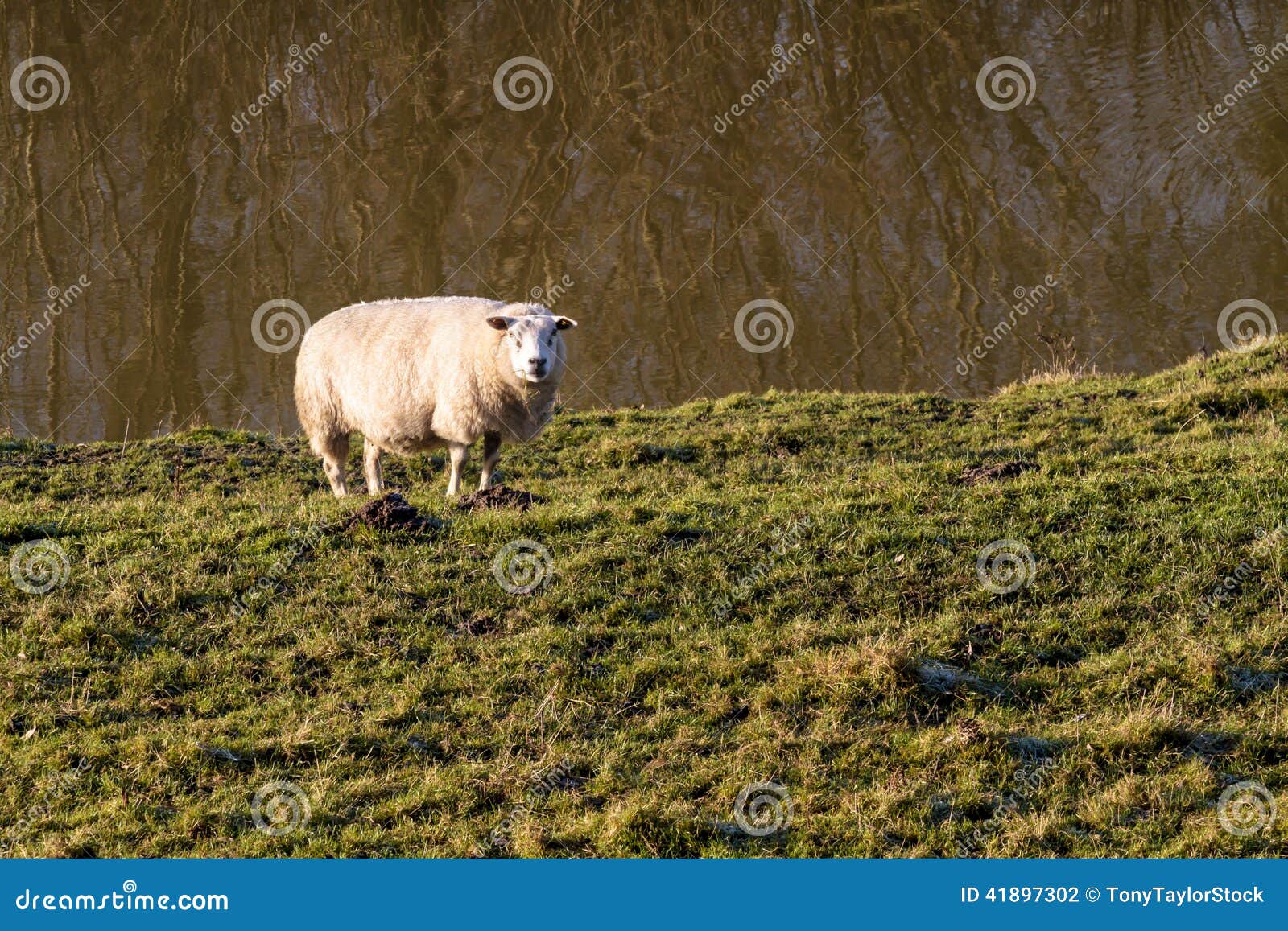 Single sheep in sunlight stock photo. Image of farm, park - 41897302