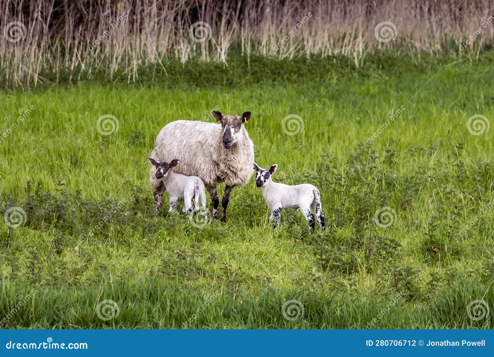 A Single Sheep with Two Lambs in a Grassy Field Stock Photo - Image of ...