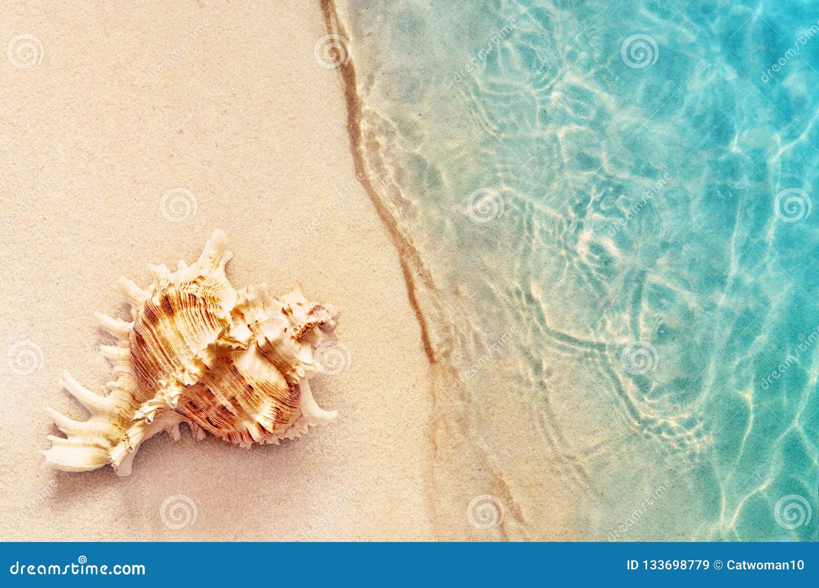 Single Shell on the Beach, Seashell on the Sand Stock Image - Image of ...