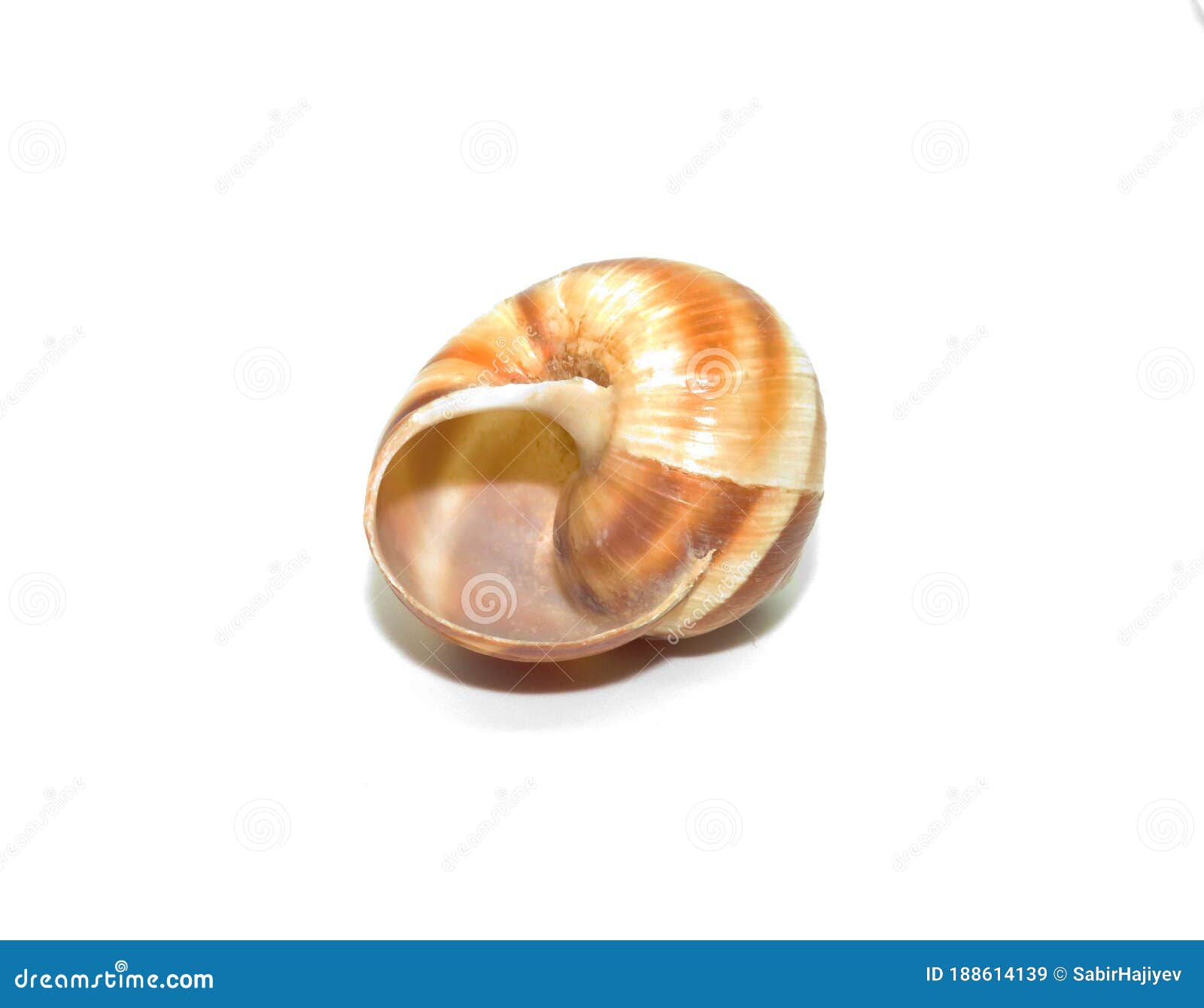 A Single Shell Isolated on White Background. Stock Image - Image of ...