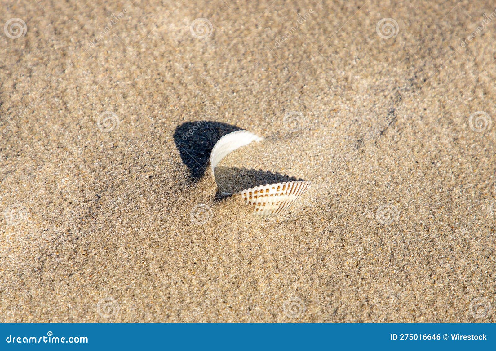 Single Shell Lies on the Surface of a Sandy Beach, Illuminated by the ...