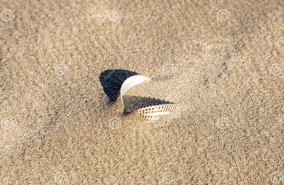 Single Shell Lies on the Surface of a Sandy Beach, Illuminated by the ...