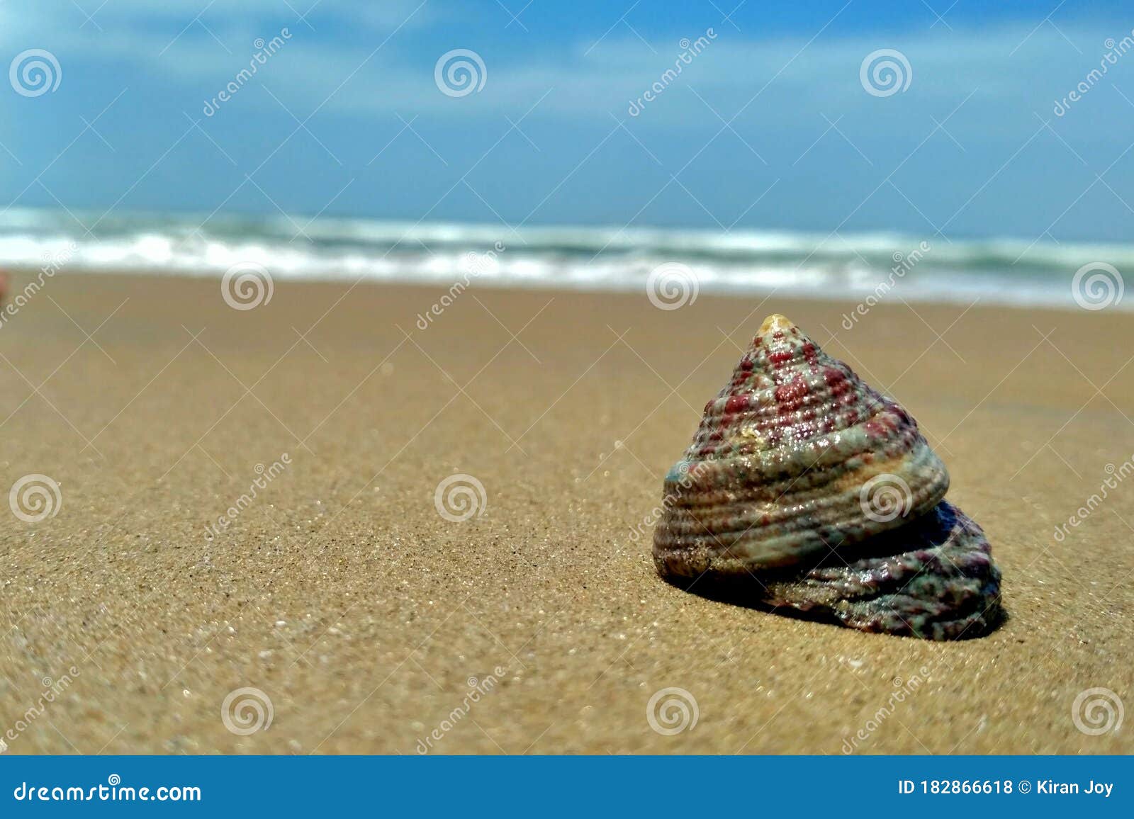 Macro Shot of a Single Shell Stock Photo - Image of arranged, blue ...
