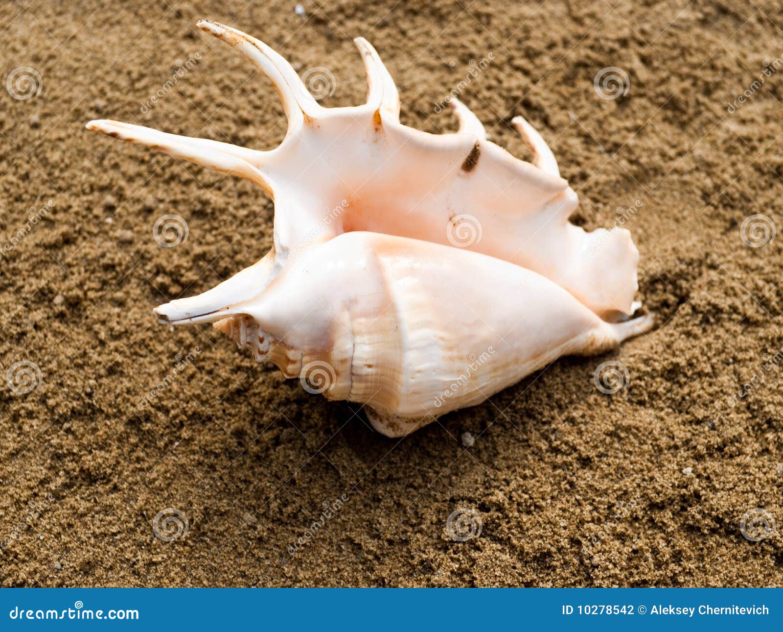 Single shell on a sand. stock photo. Image of horizontal - 10278542