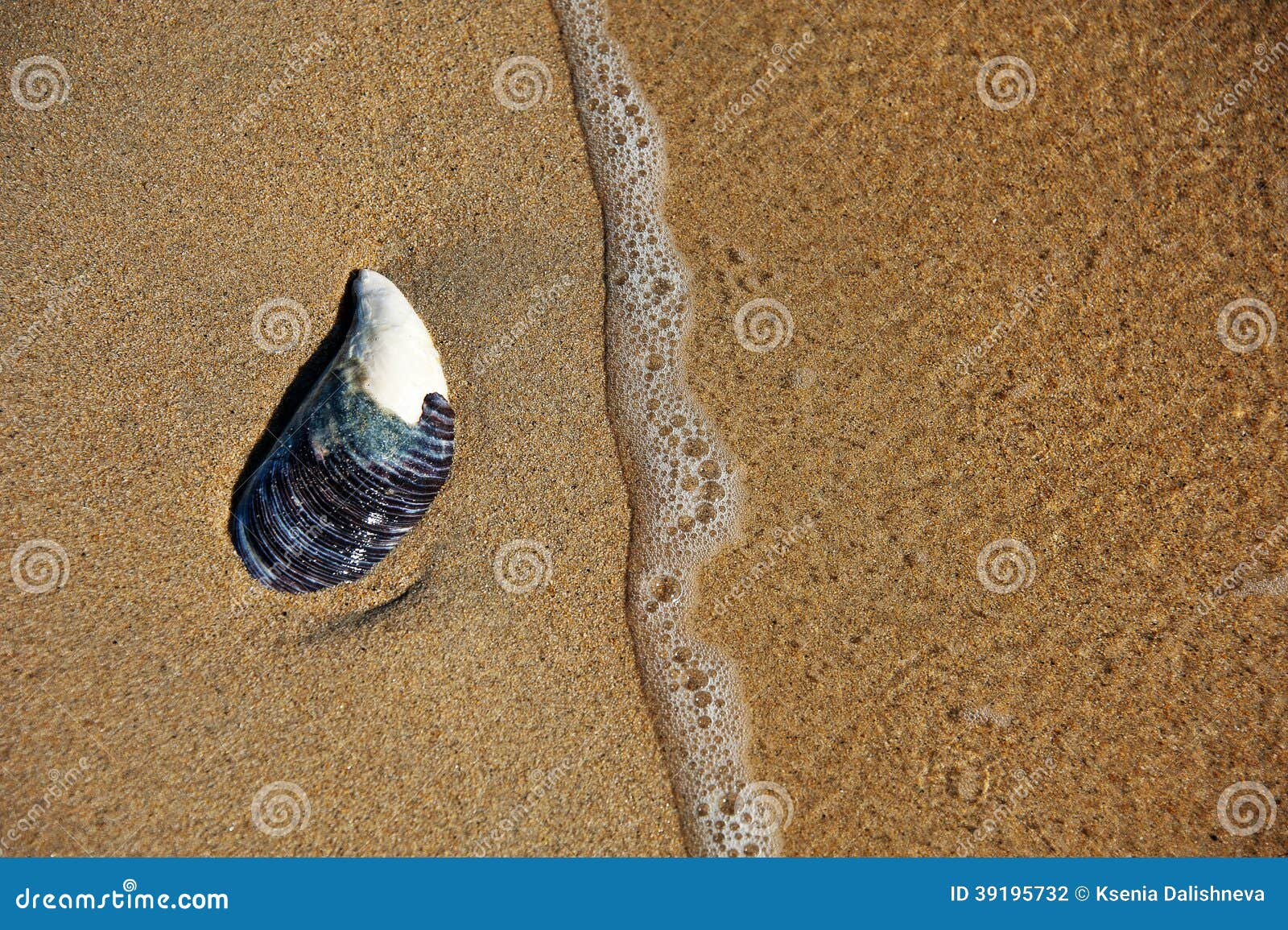 Single shell in sand stock photo. Image of away, sand - 39195732