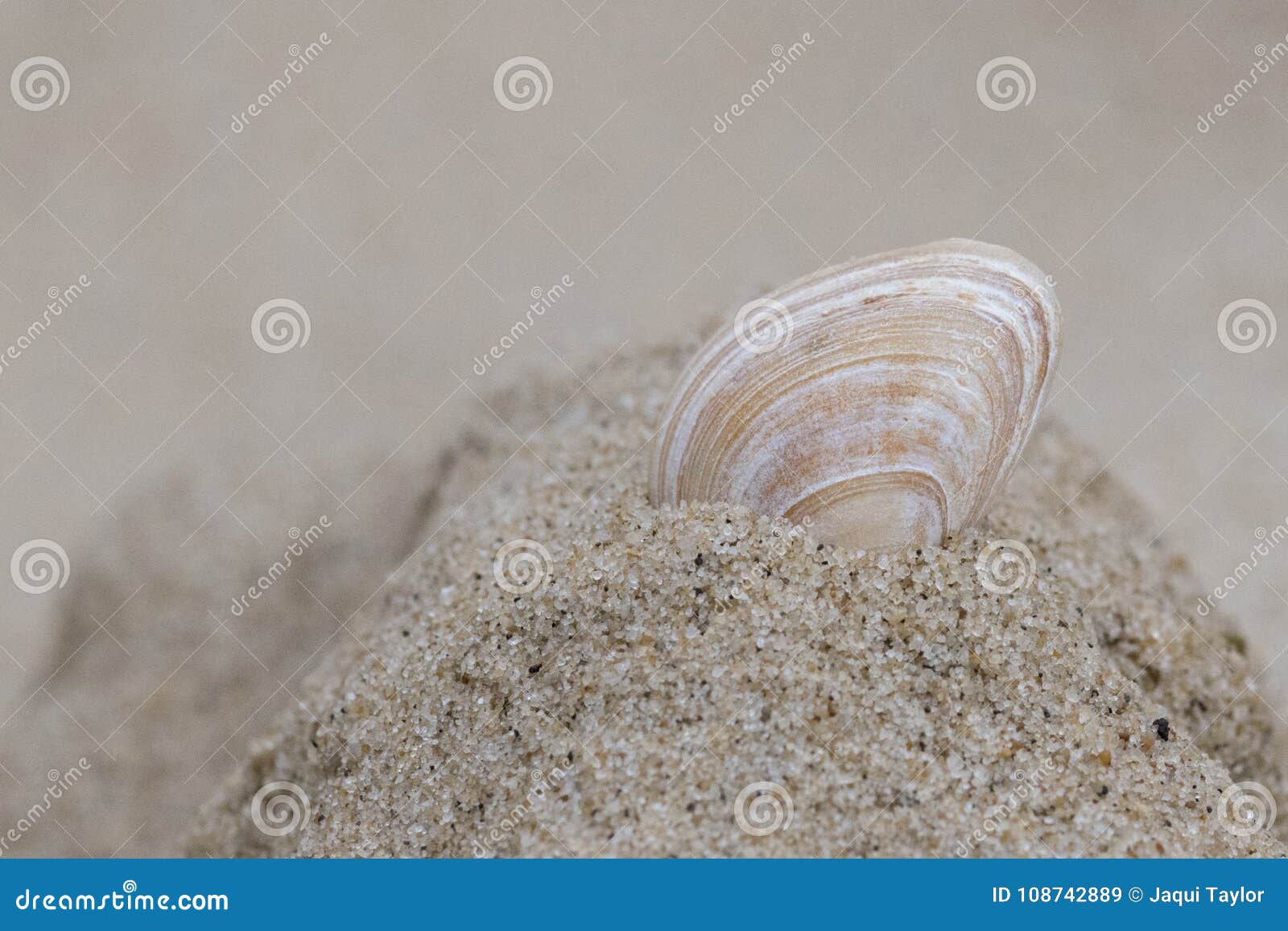 A single shell in the sand stock image. Image of alone - 108742889