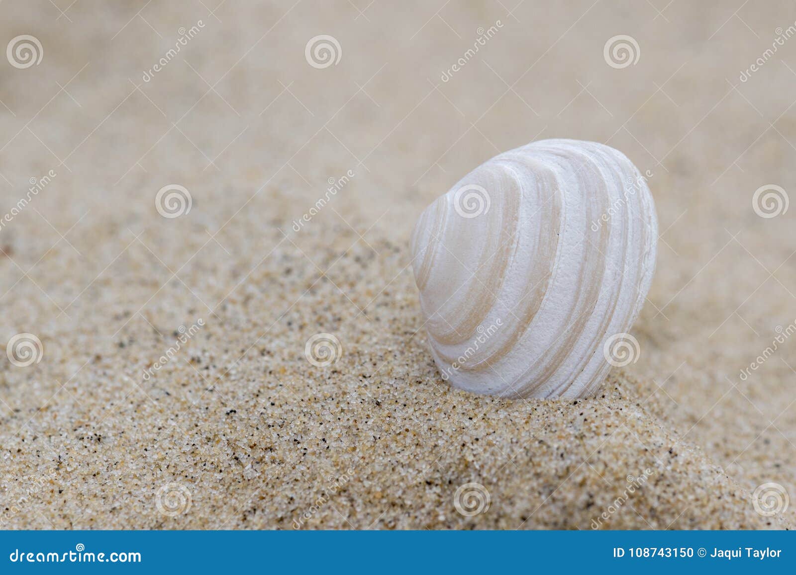A single shell in the sand stock photo. Image of material - 108743150