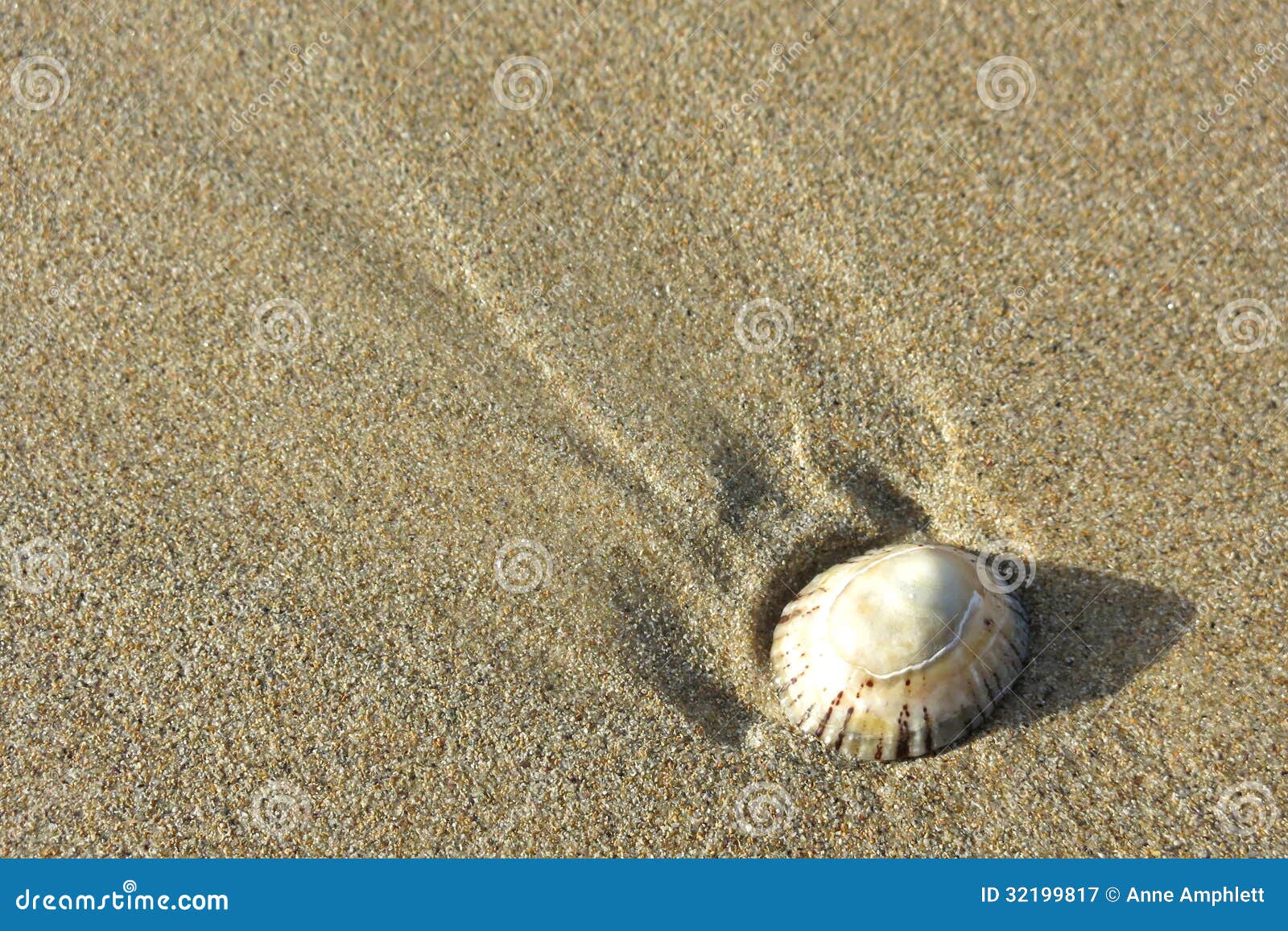 Single shell on sand stock image. Image of sunlight, pattern - 32199817