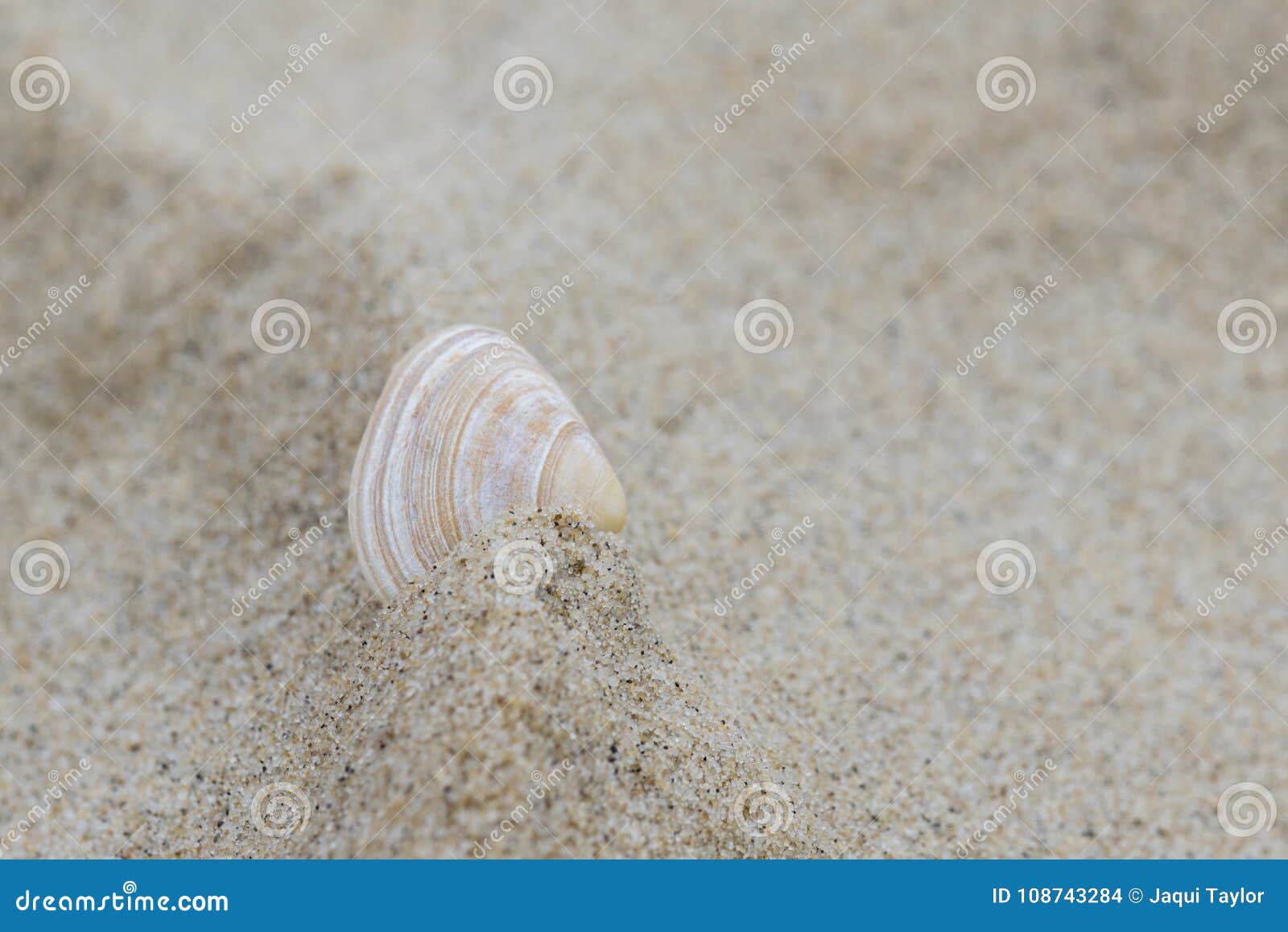 A single shell in the sand stock photo. Image of seaside - 108743284