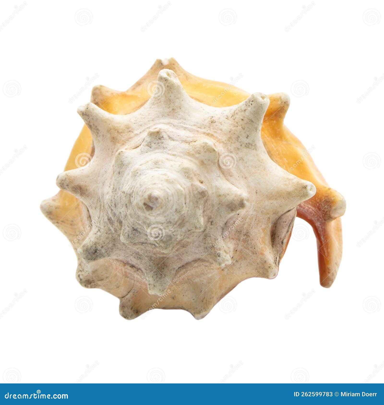 A single shell or seashell stock image. Image of seashell - 262599783