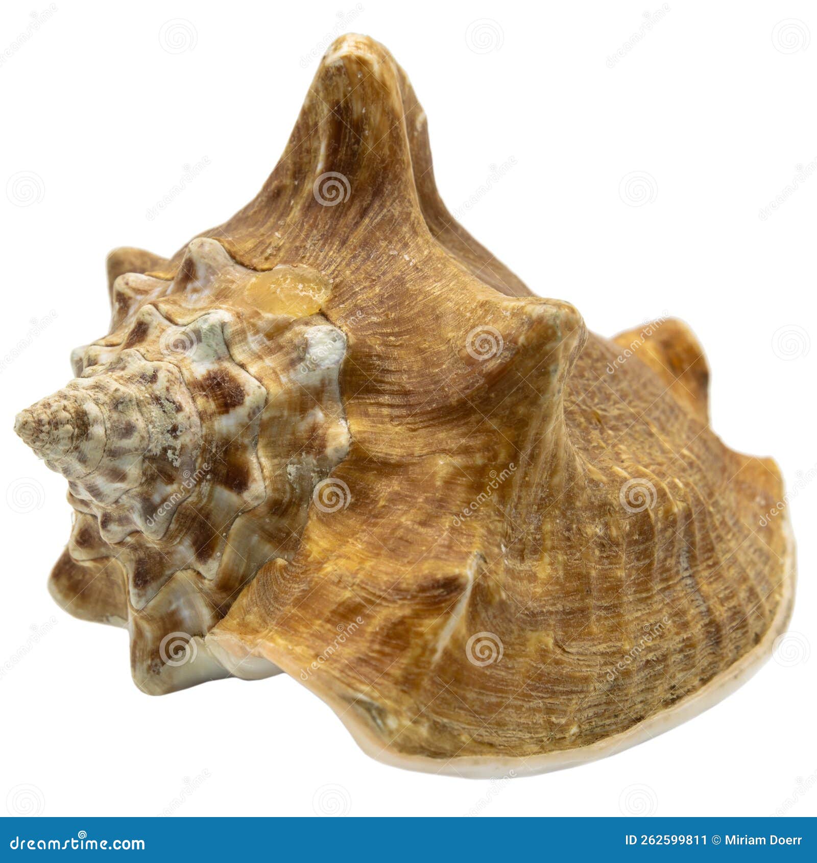 A single shell or seashell stock image. Image of close - 262599811