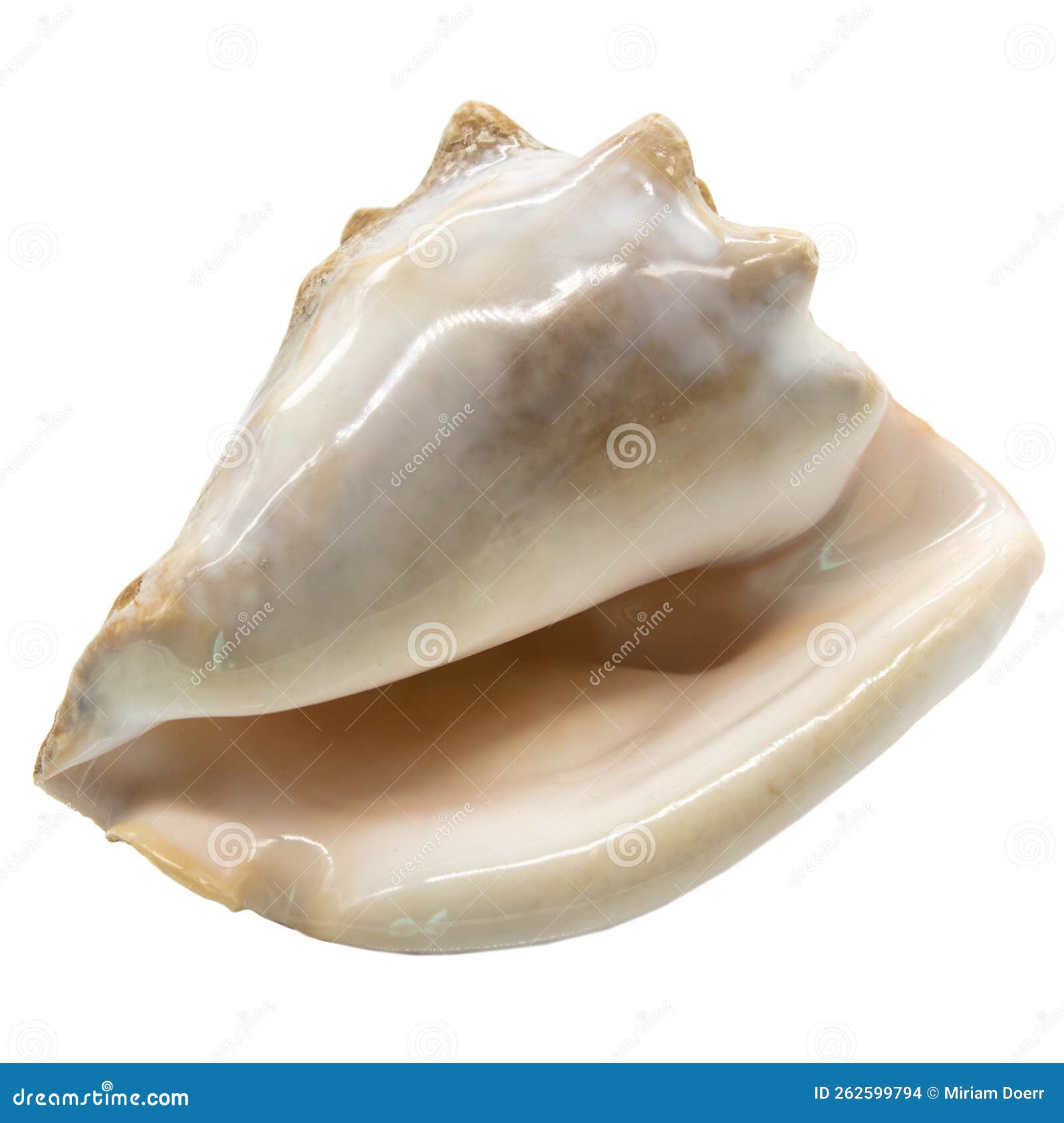 A single shell or seashell stock photo. Image of decoration - 262599794