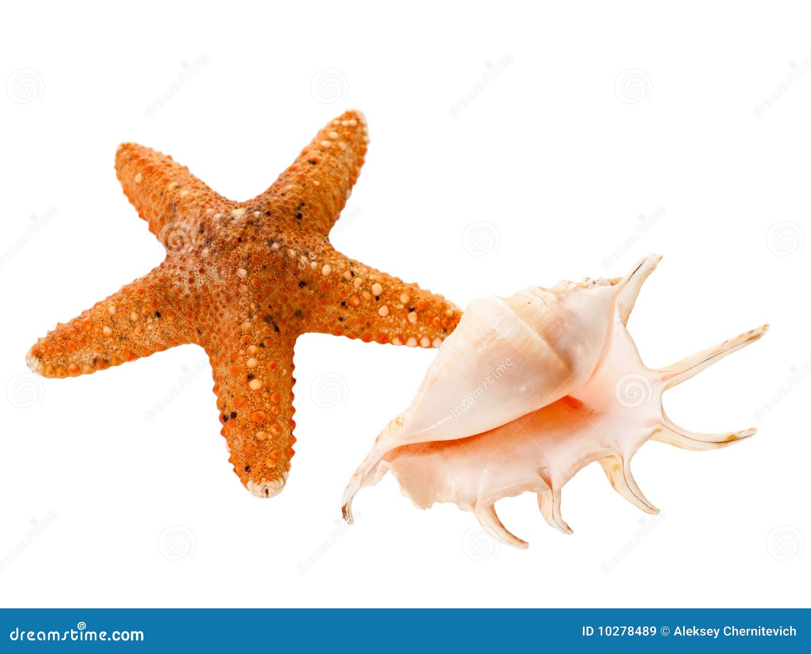 Single shell & shellfish. stock image. Image of single - 10278489