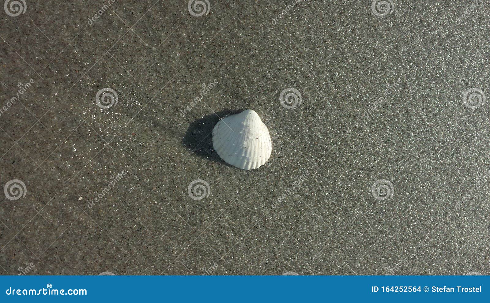 Single Shell Was Washed Up by the Waves on the Sandy Beach Stock Photo ...