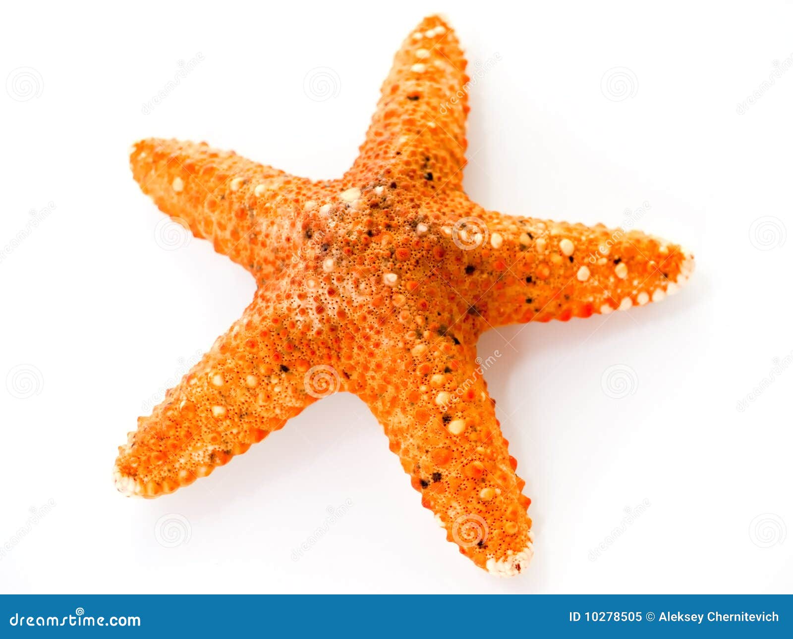 Single Shellfish on White Background. Stock Image - Image of yellow ...