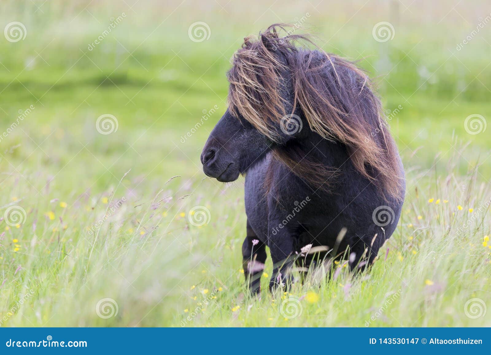 Single Shetland Pony with Long Hair Standing in Wind on Short Grass ...