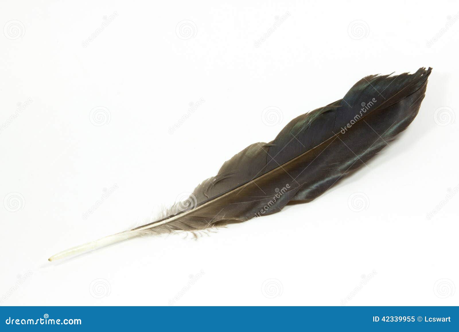 Single Shiny Hadeda Ibis Feather on White Stock Image - Image of soft ...