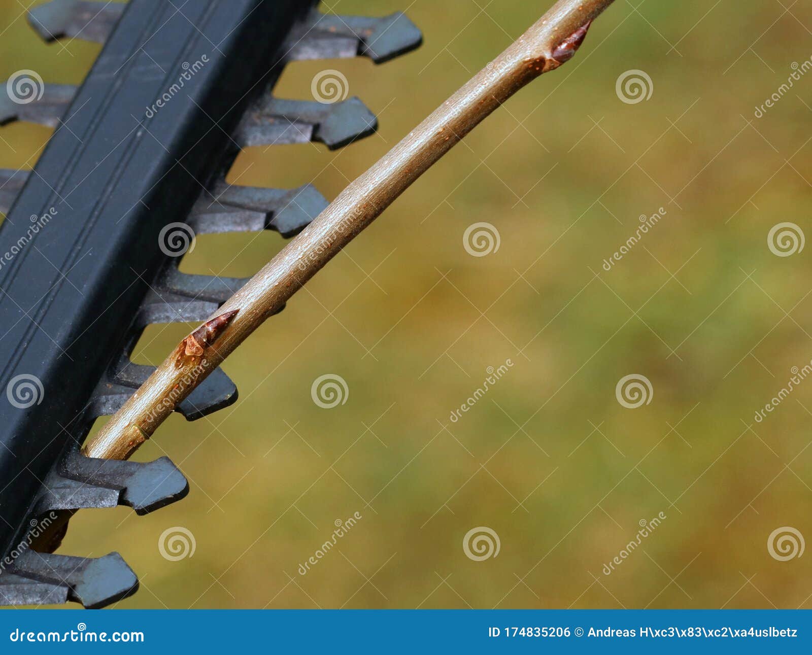 Single New Shoot With Leaves Grows Up Besides Rainbow Eucalyptus Tree ...