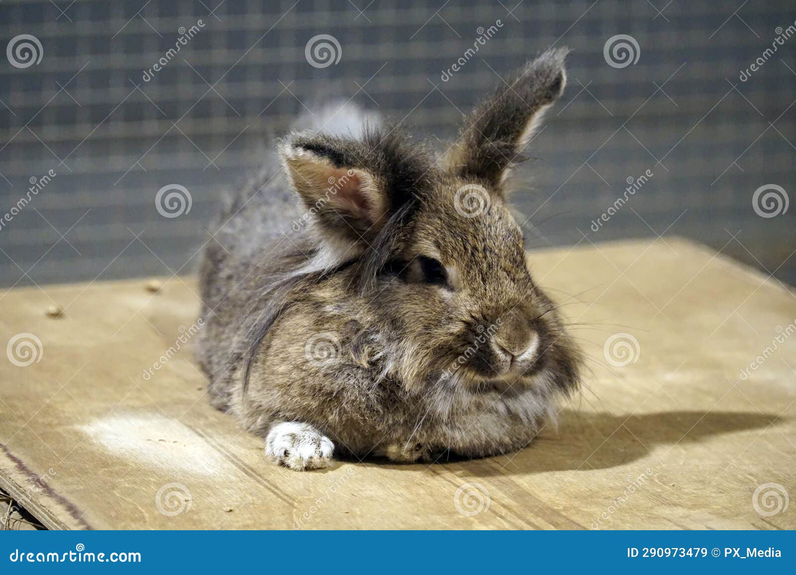 Single Short-haired Brown Rabbit Stock Image - Image of brown, rabbit ...