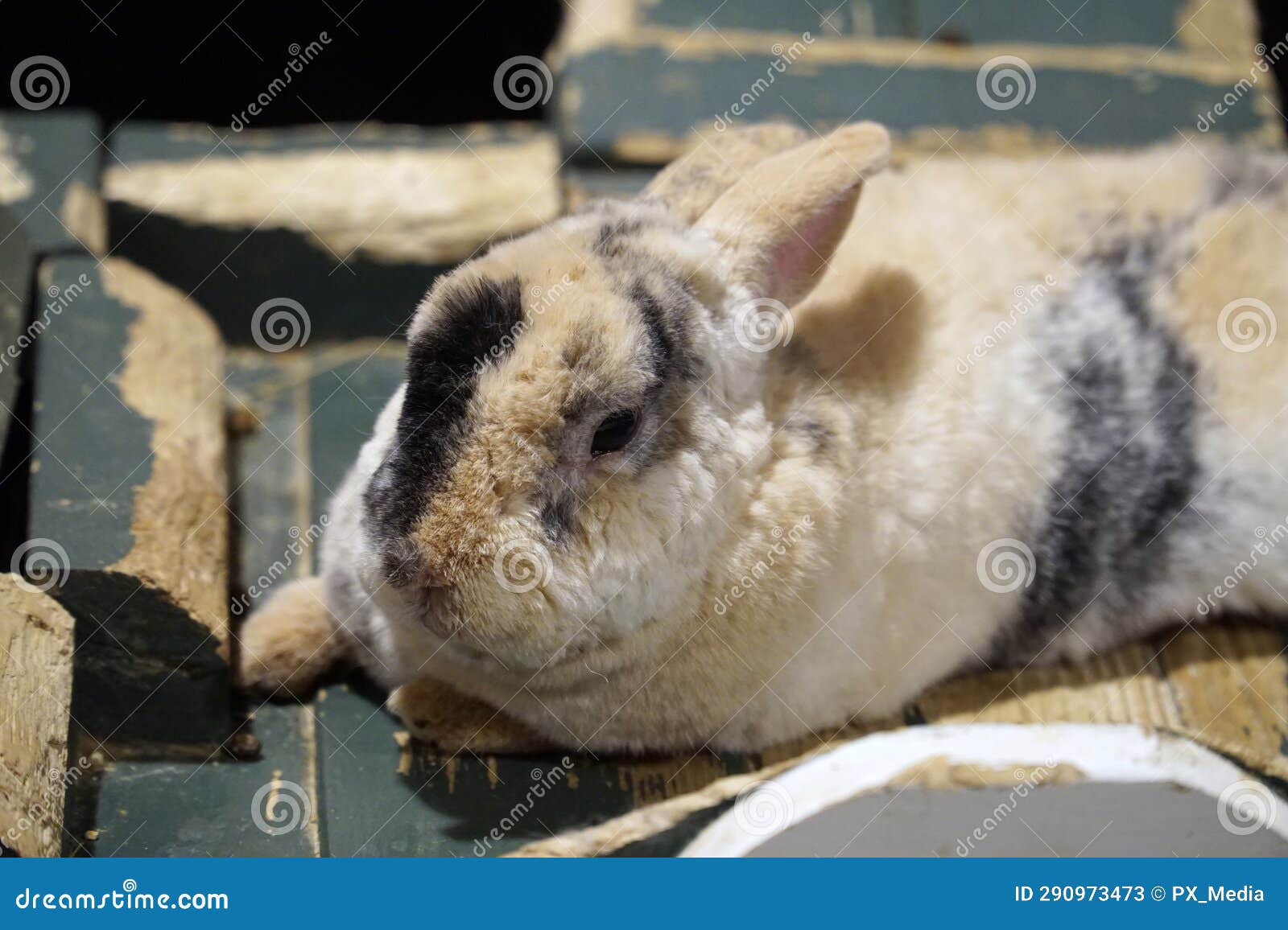 Single Short-haired Brown and White Rabbit Stock Image - Image of ...
