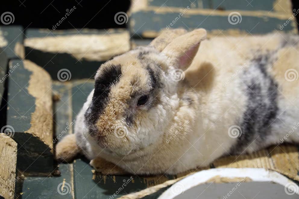Single Short-haired Brown and White Rabbit Stock Image - Image of ...