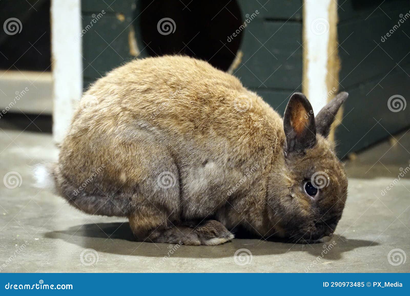 Single Short-haired Brown Rabbit Stock Image - Image of single, rabbit ...
