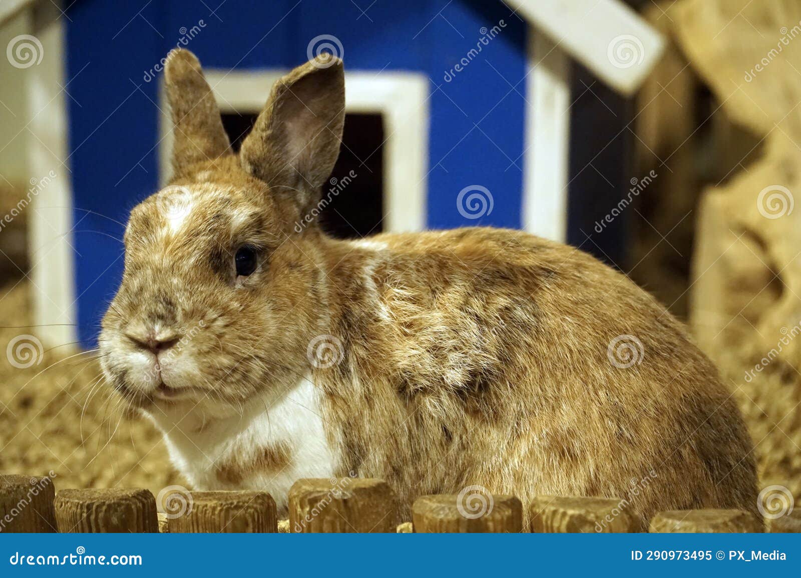 Single Short-haired Brown and White Rabbit Stock Image - Image of ...