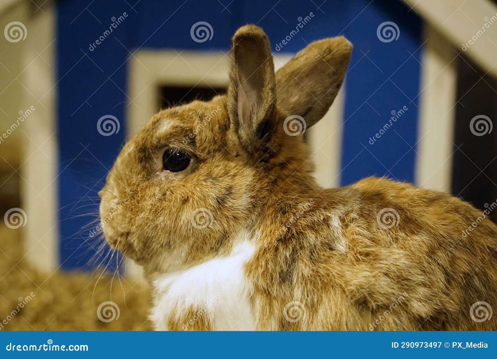 Single Short-haired Brown and White Rabbit Stock Image - Image of white ...