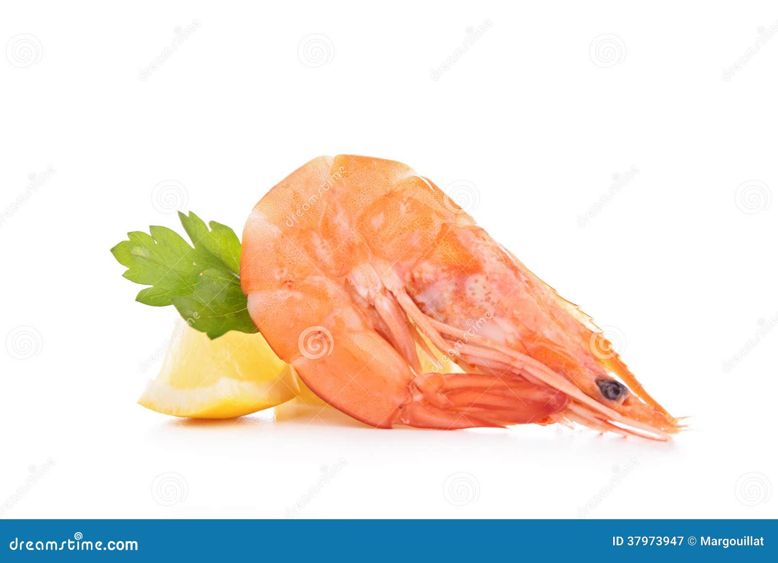 Single shrimp isolated stock image. Image of white, prawn - 37973947