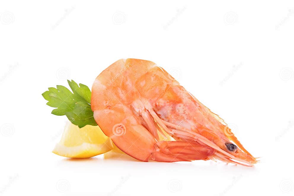 Single shrimp isolated stock image. Image of white, prawn - 37973947