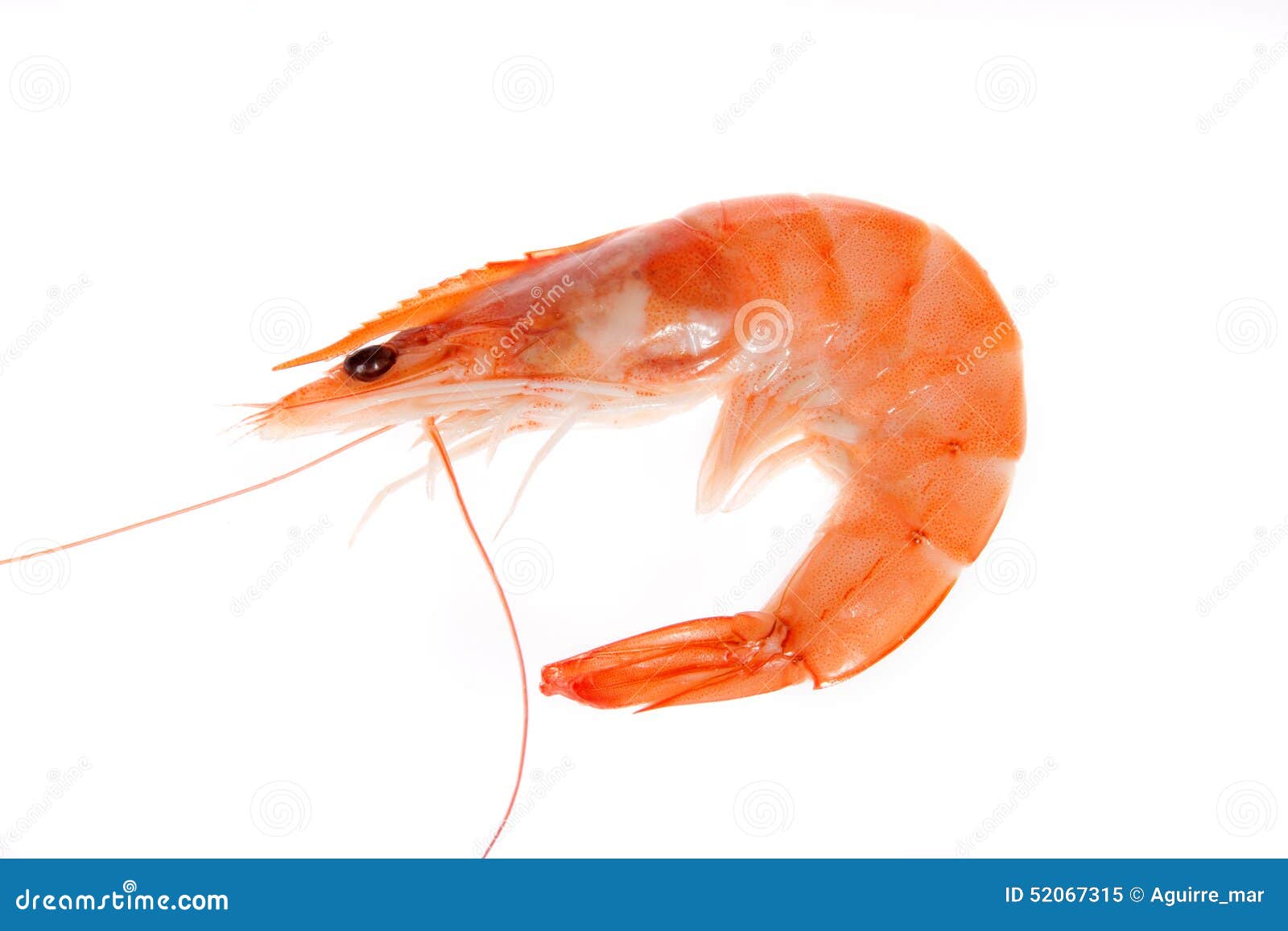 Single shrimp stock image. Image of cook, colour, macro - 52067315