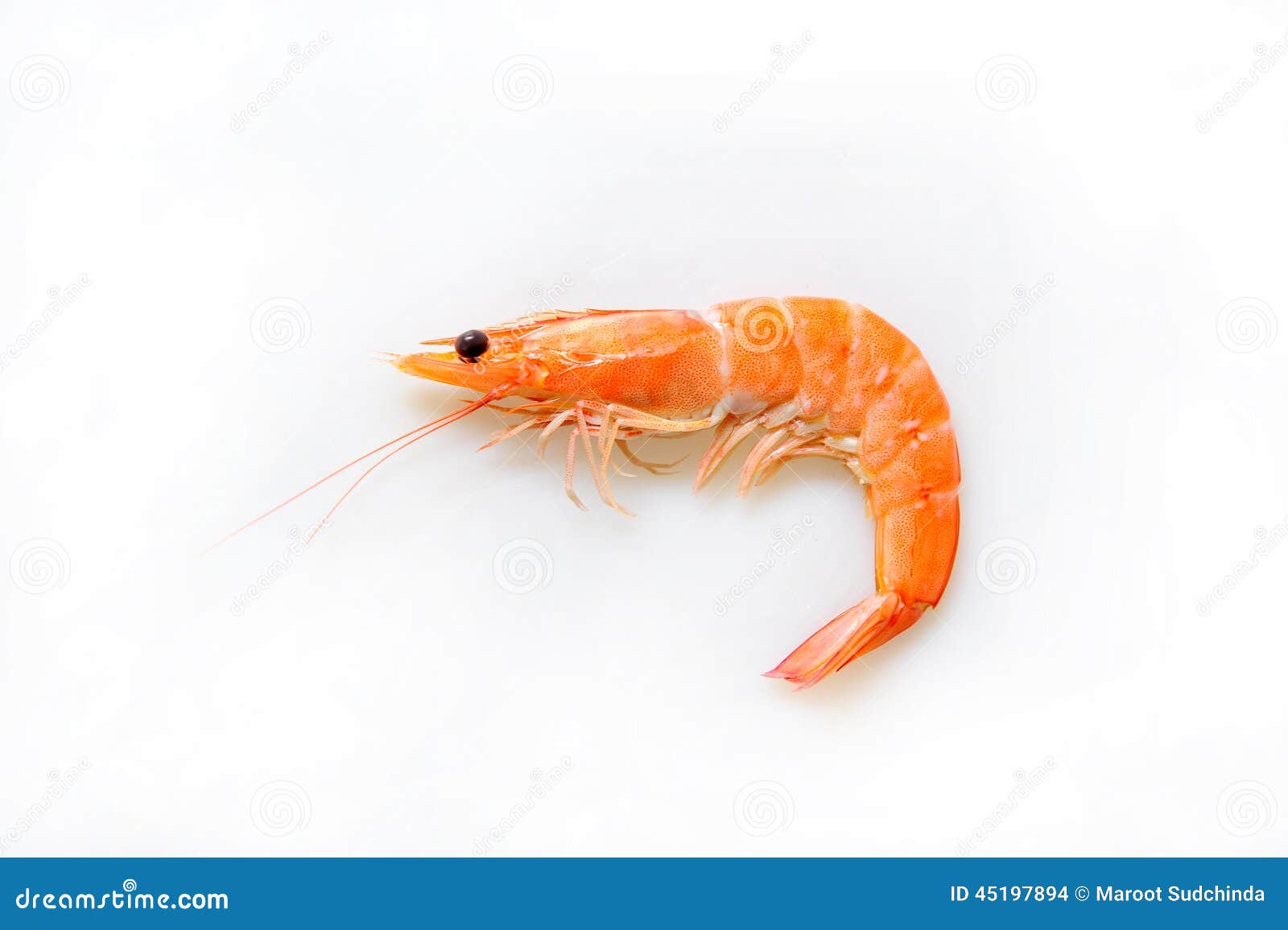 Single shrimp, photo stock photo. Image of background - 45197894
