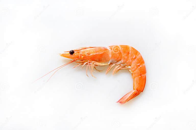 Single shrimp, photo stock photo. Image of background - 45197894