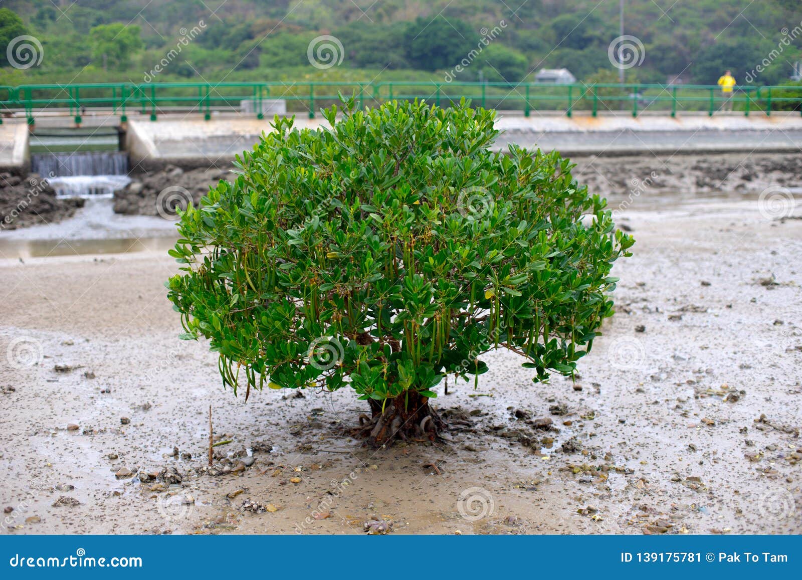 A single Shrub standing stock image. Image of scenery - 139175781