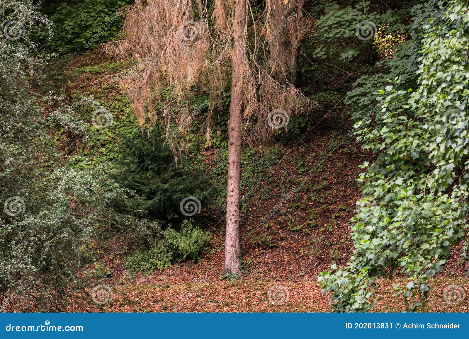 A Single Sick Tree In A Mixed Forest In Autumn Shows Disease From ...
