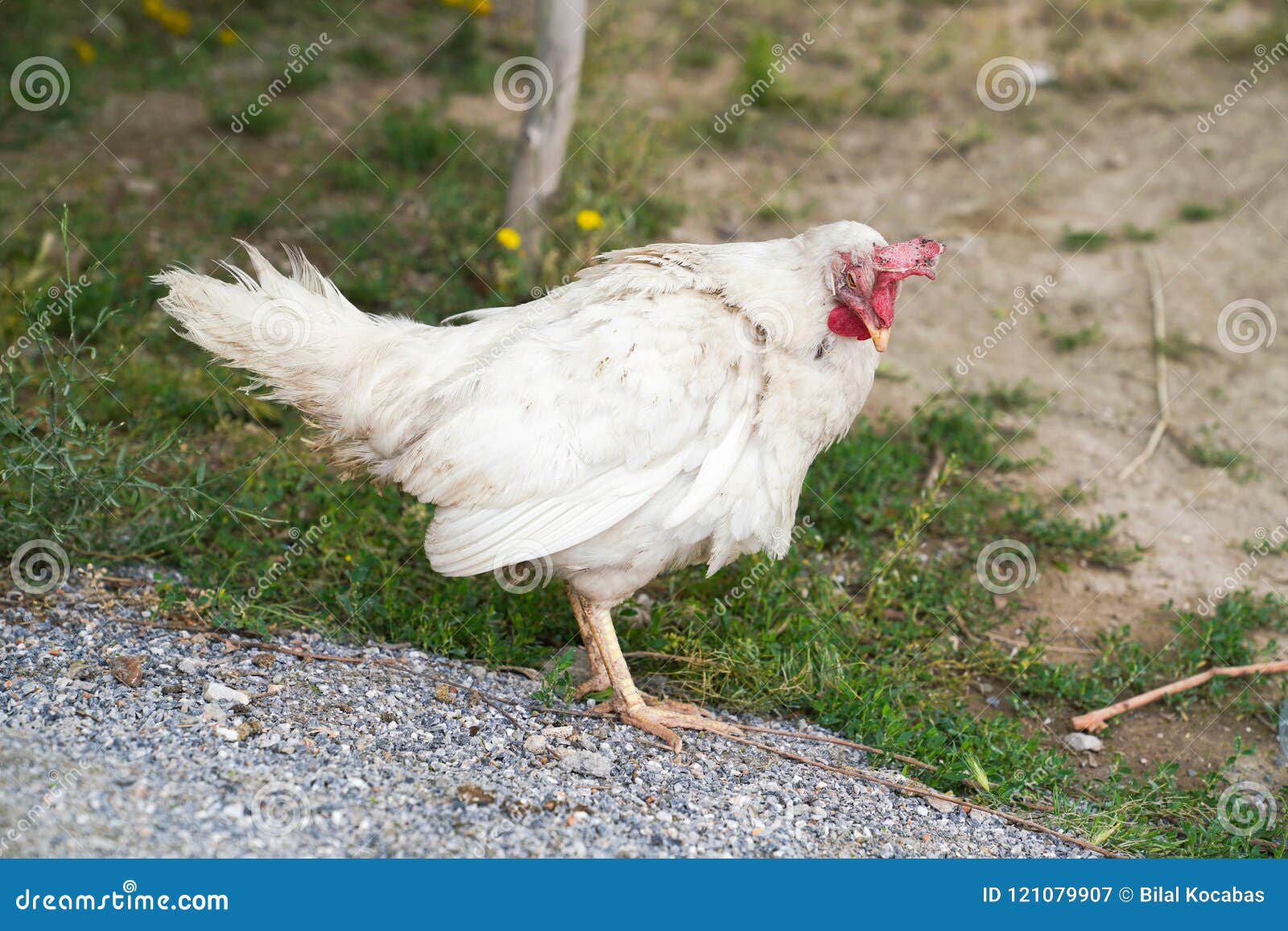 Single Sick White Chicken is Standing and Thinking Stock Image - Image ...