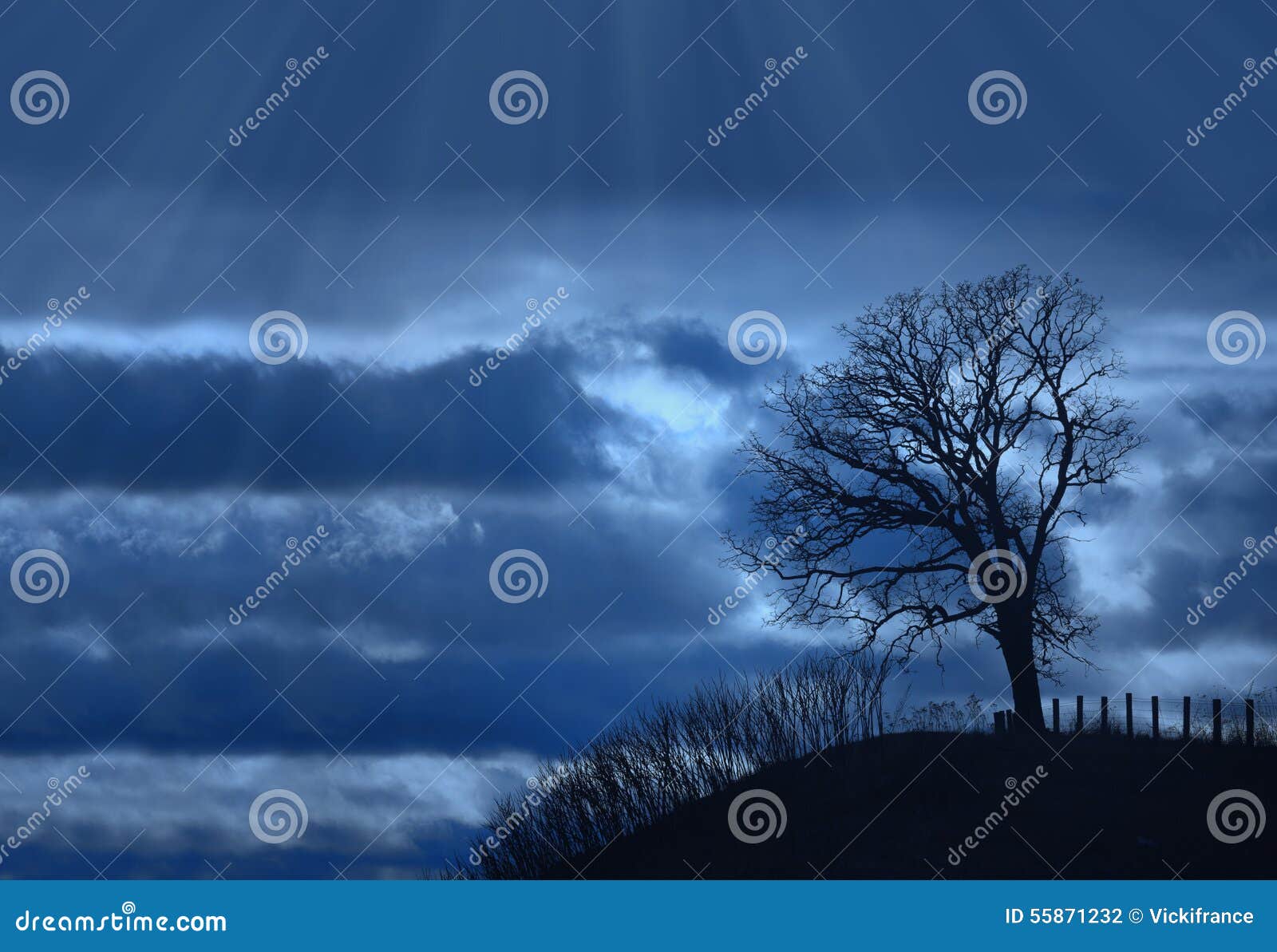 1,332 Single Scary Tree Stock Photos - Free & Royalty-Free Stock Photos ...