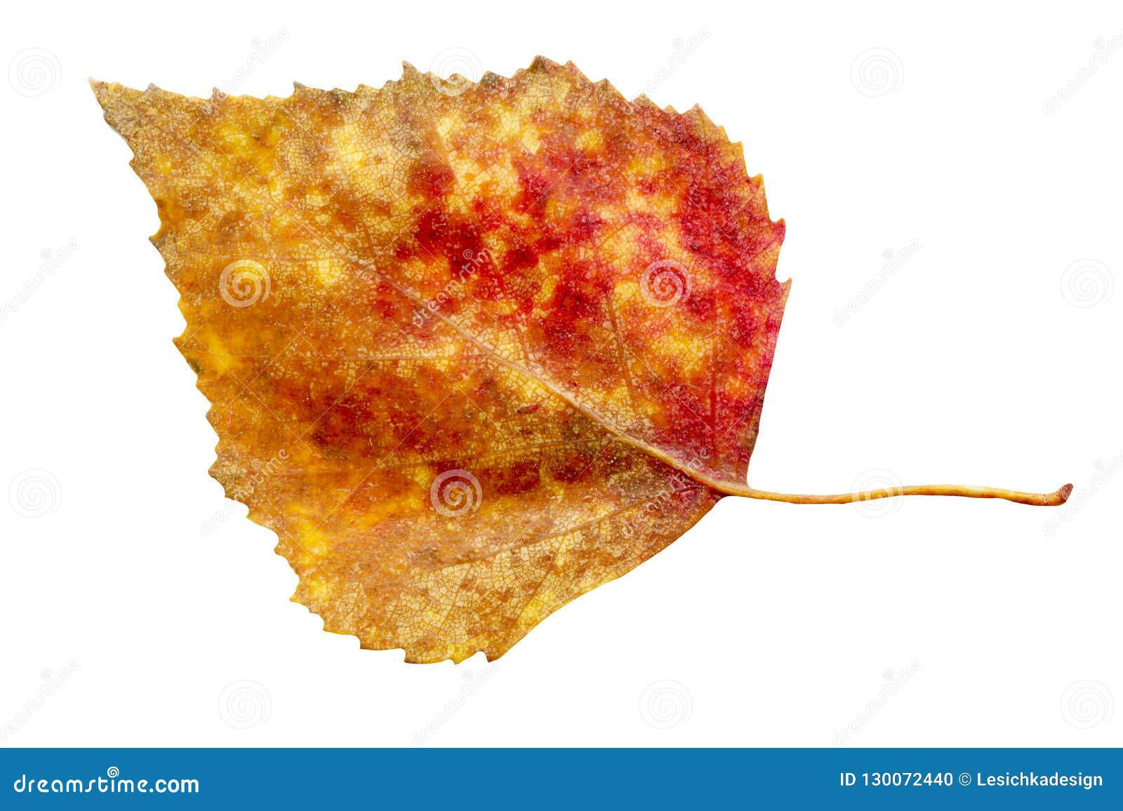 Single Silver Birch Tree Leaf on White Background Stock Photo - Image ...