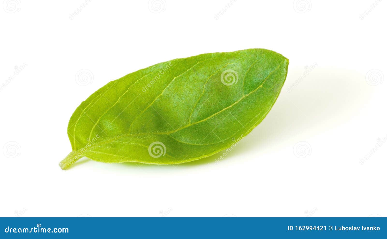 Single Small Basil Leaf Isolated on White Background Stock Image ...