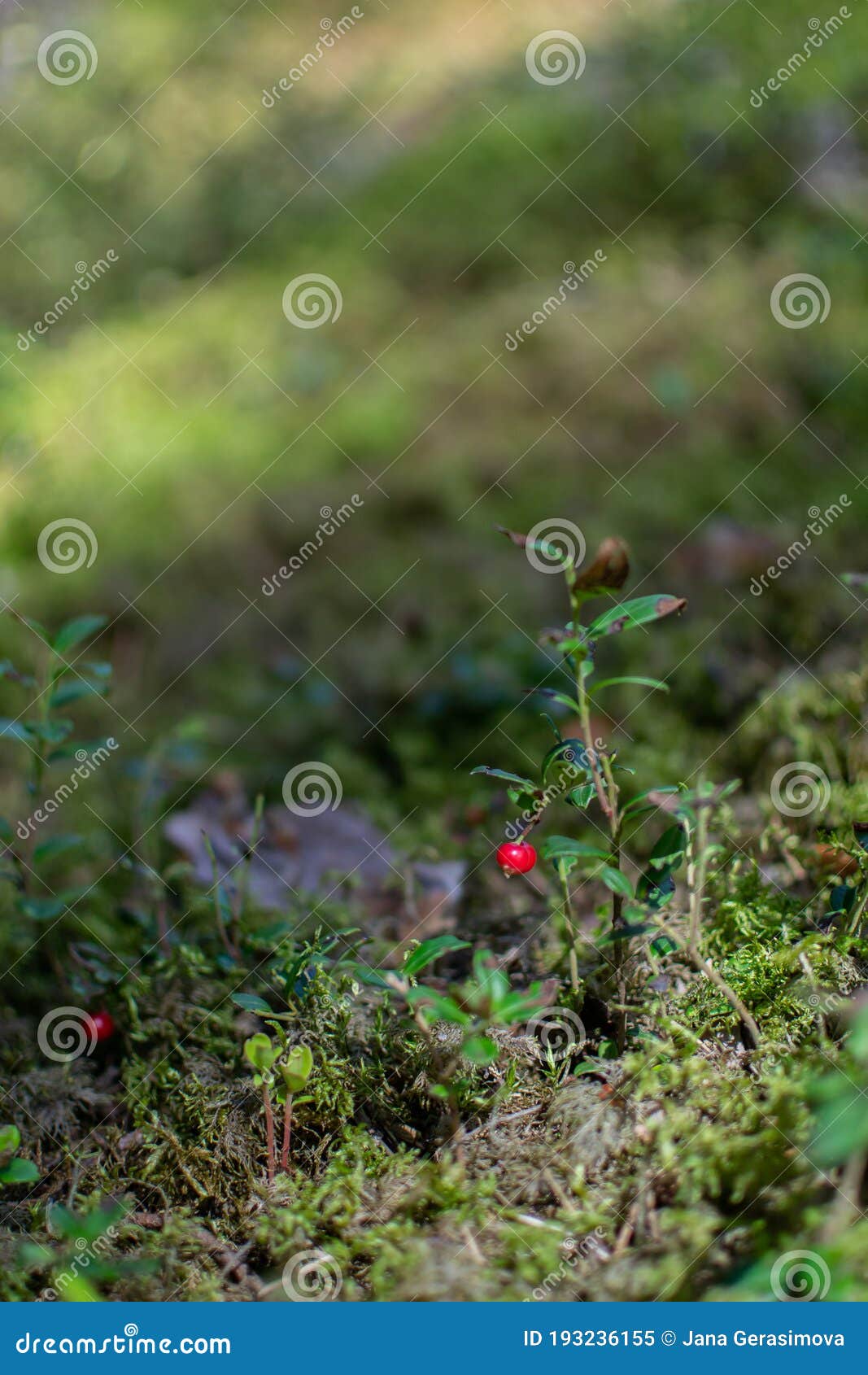 Single Small Berry Bush Growing in Wildlife in Grass and Moss Stock ...