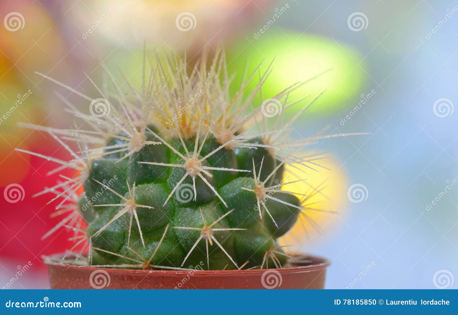 Single Small Decorative Cactus Stock Photo - Image of planter, cactus ...