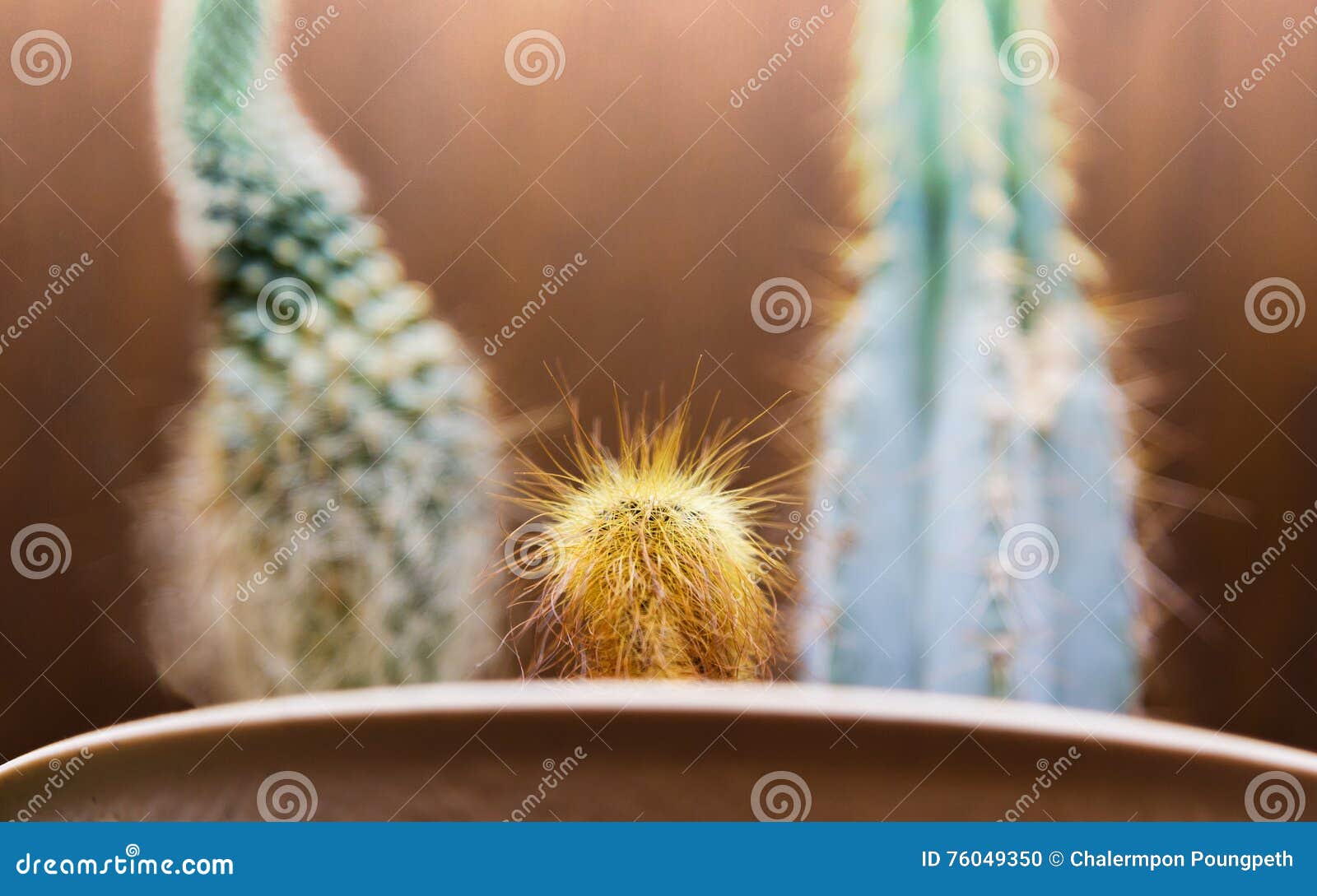 Single Small Hairy Cactus in a Pod with Two Bigger Cactus in Bac Stock ...
