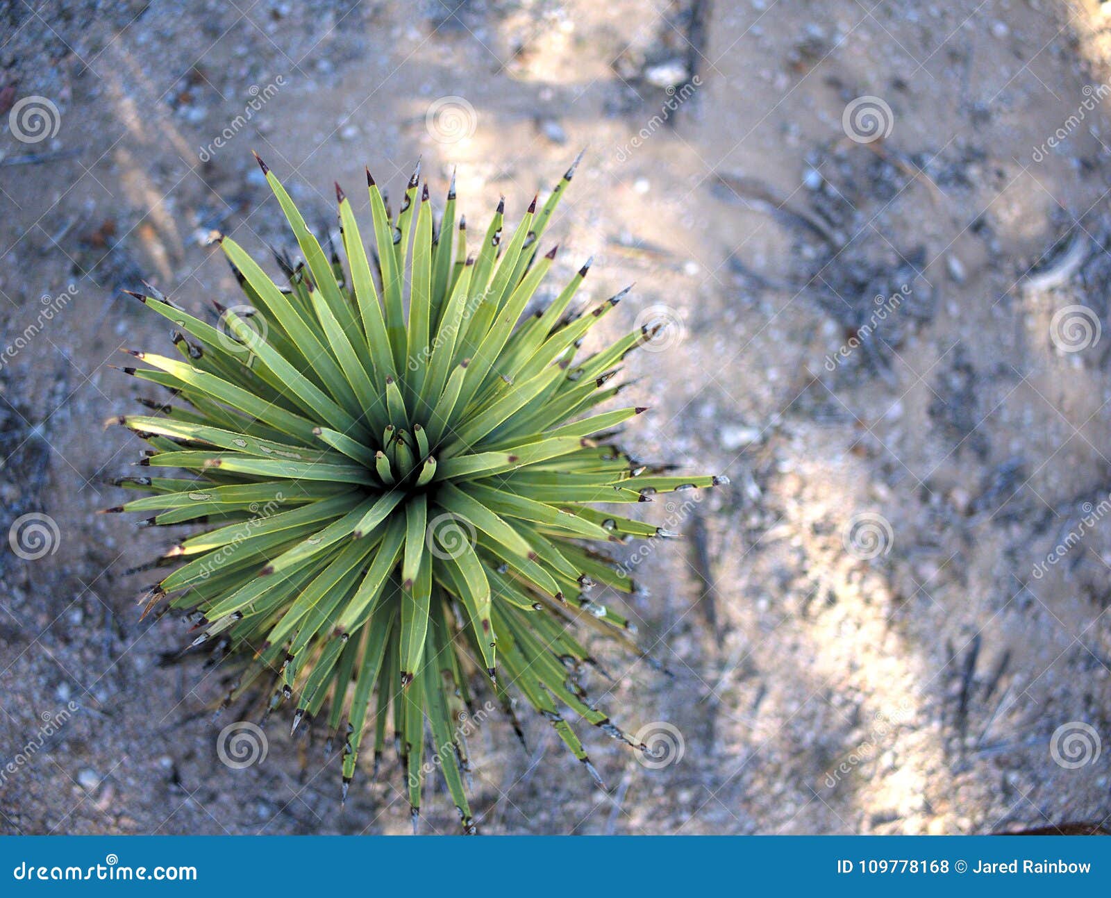Single Small Joshua Tree in the Middle of the Desert. Stock Photo ...