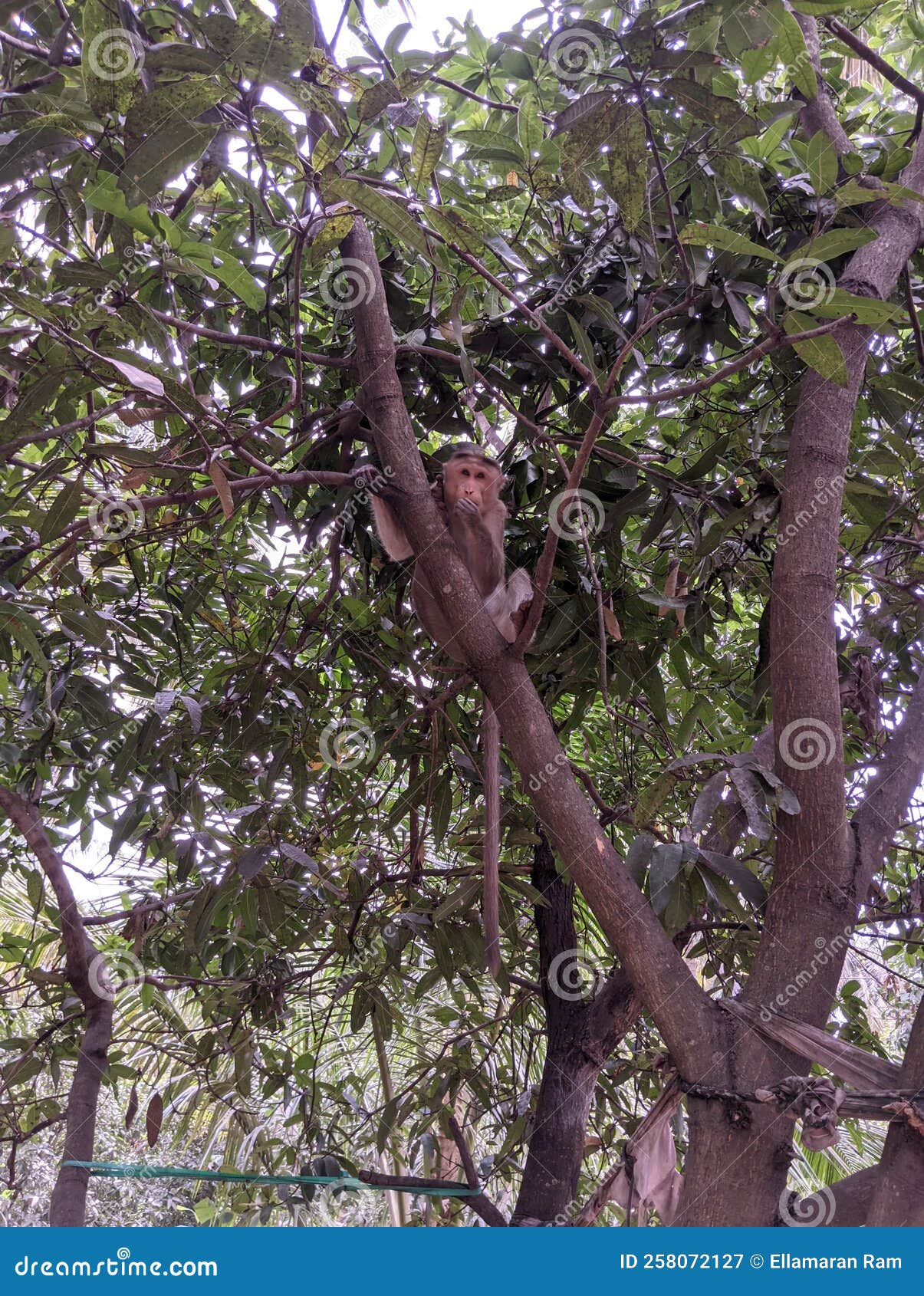 Single Small Monkey Sitting on the Mango Tree Stock Image - Image of ...