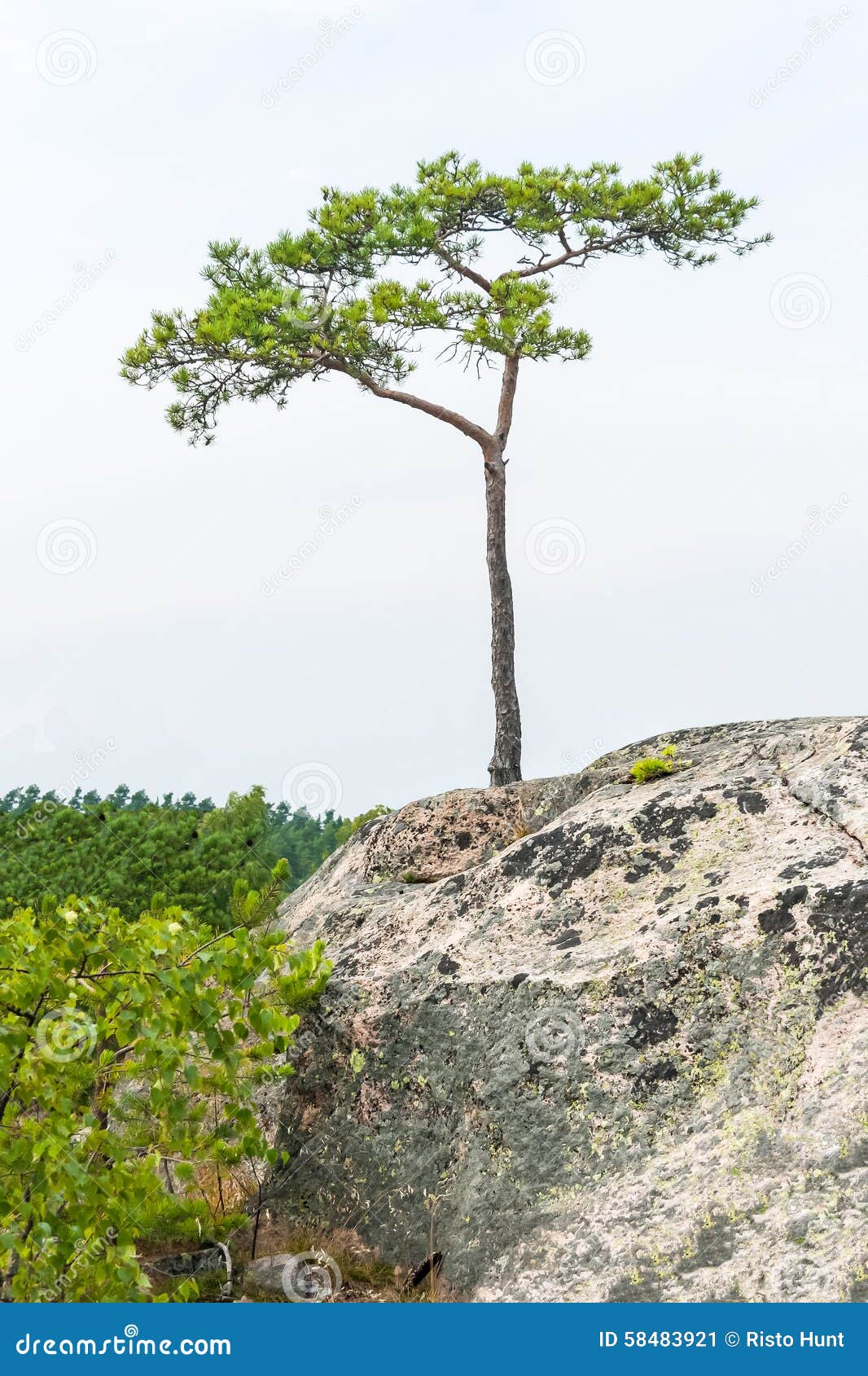 Single Small Pine Tree Grow on a Cliff Stock Image - Image of stone ...