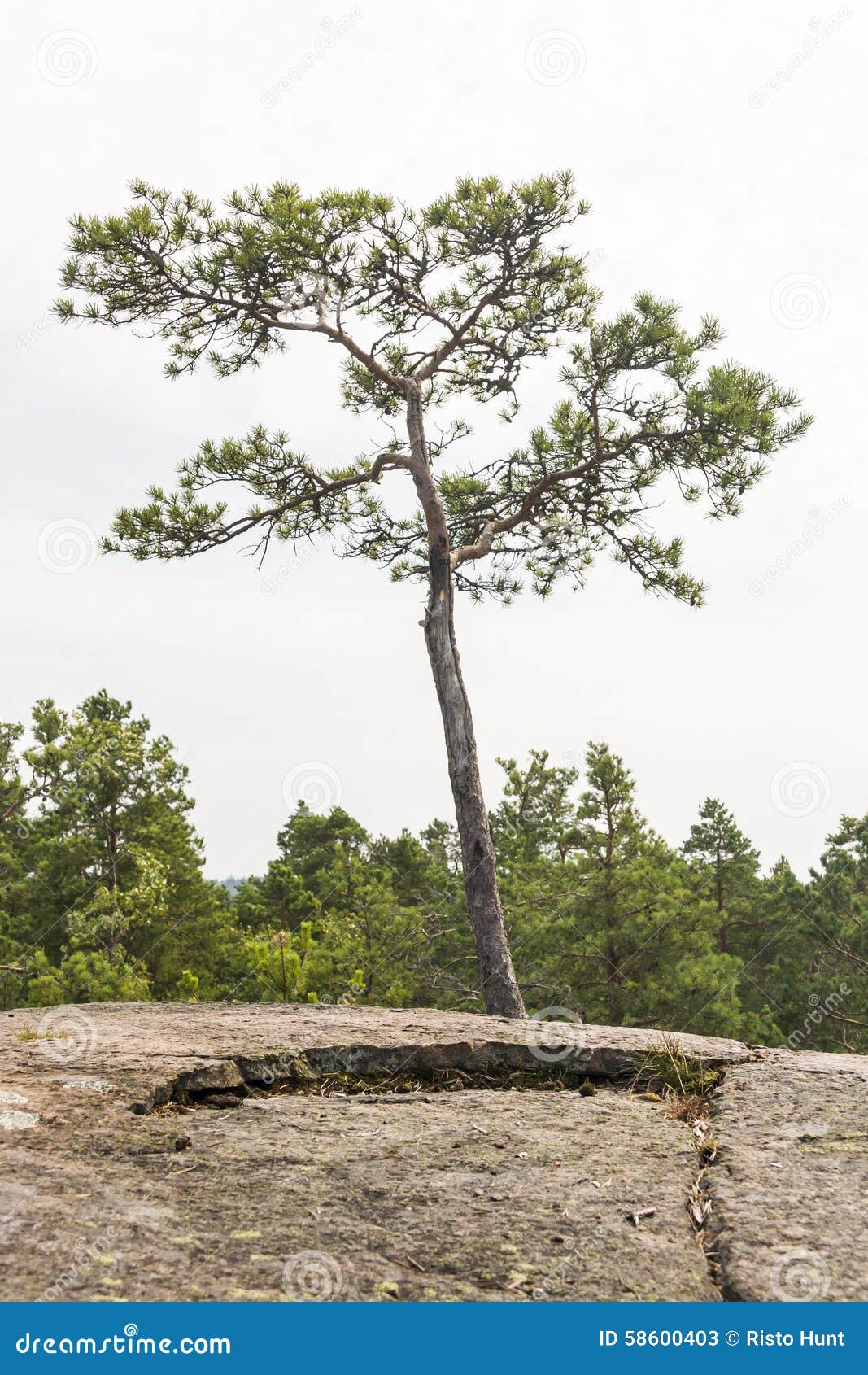 Single Small Pine Tree Grow on a Cliff Stock Image - Image of wild ...