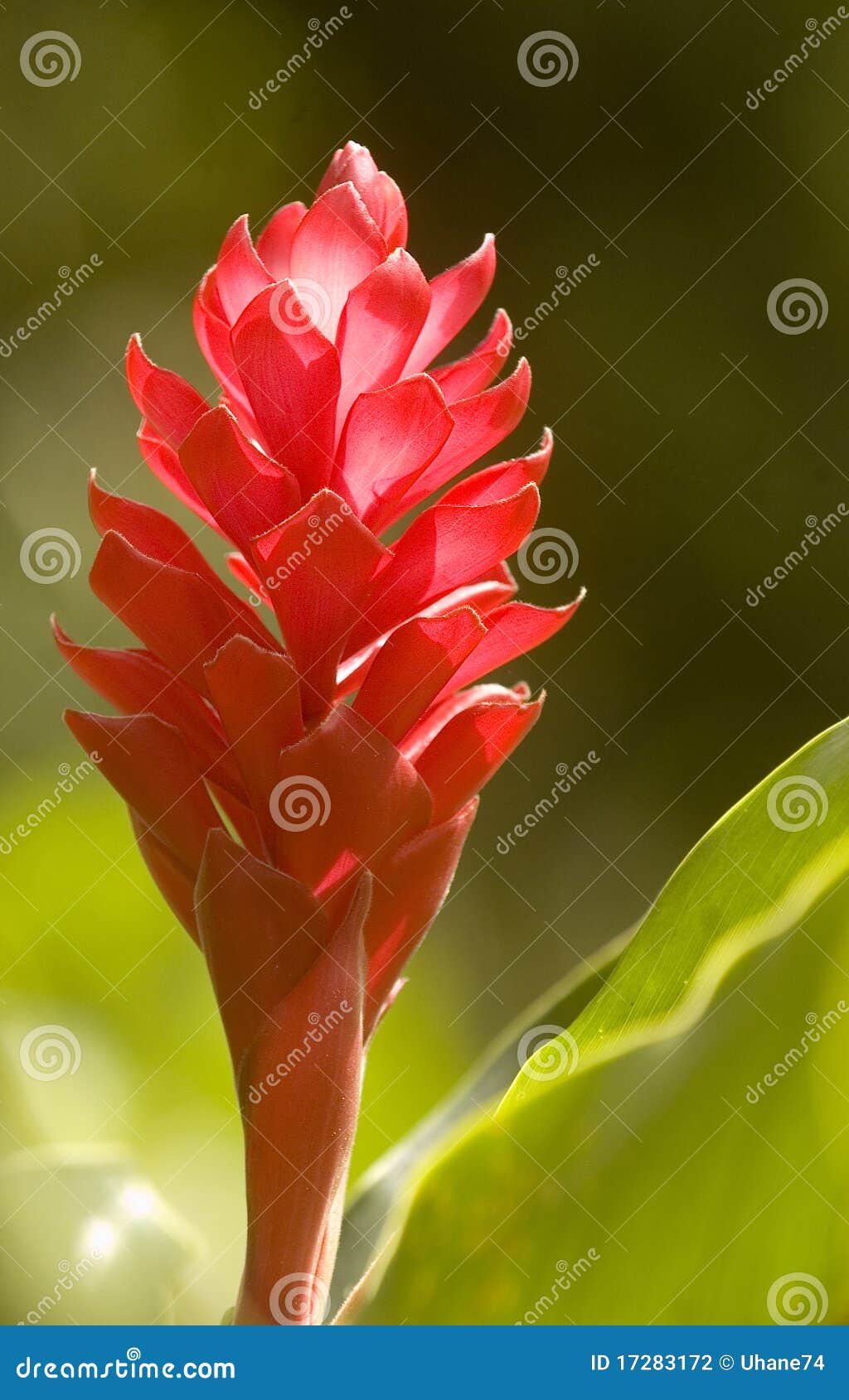 Single Small Red Ginger Flower Stock Photo - Image of panama, ginger ...