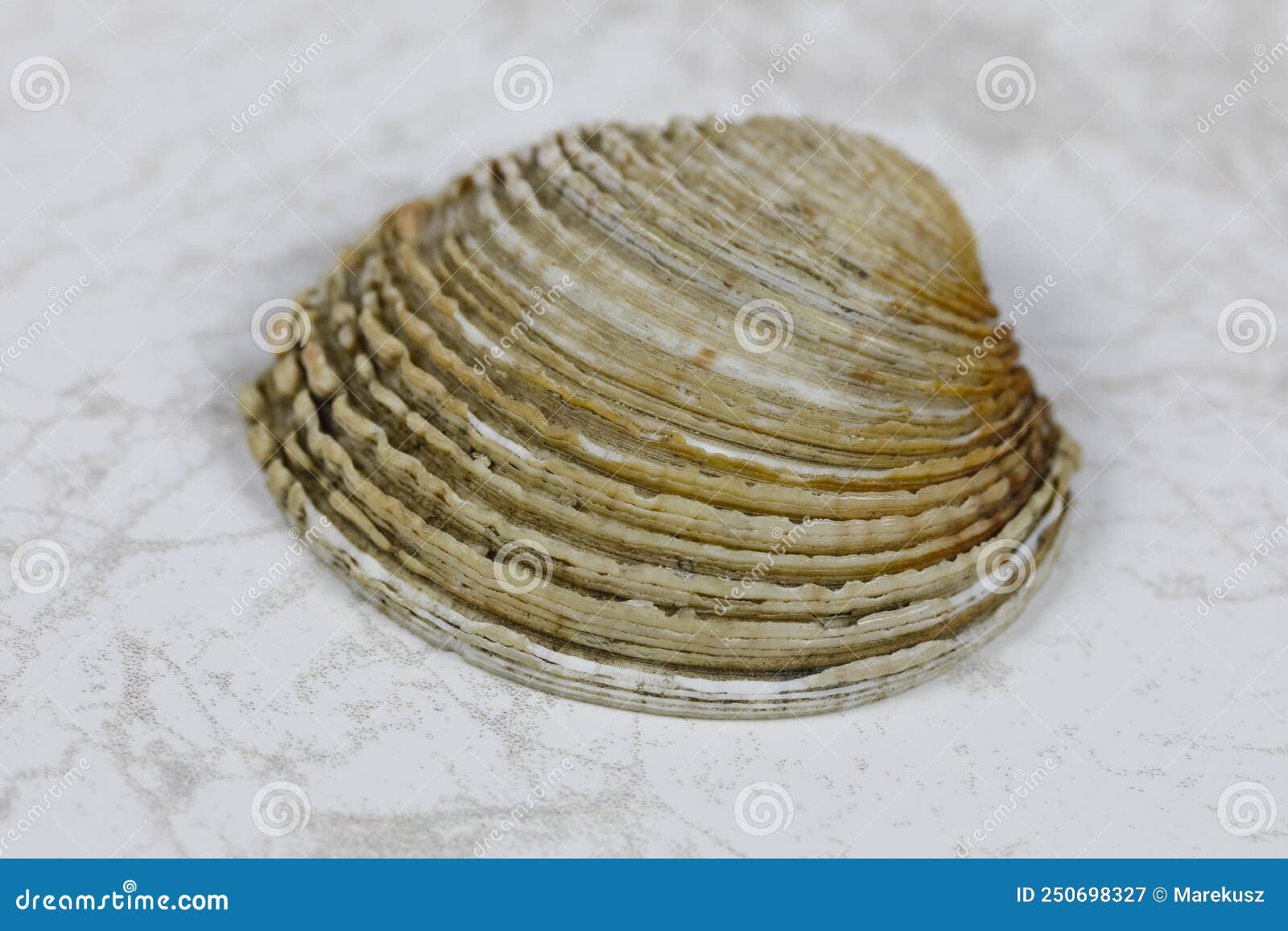 One Seashell is Lying on a Marble Background Stock Image - Image of ...